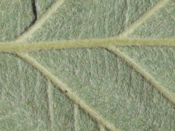 texture 0002 - Texturelib